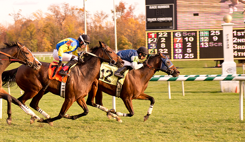 Pagan Priestess | Virginia Thoroughbred Association